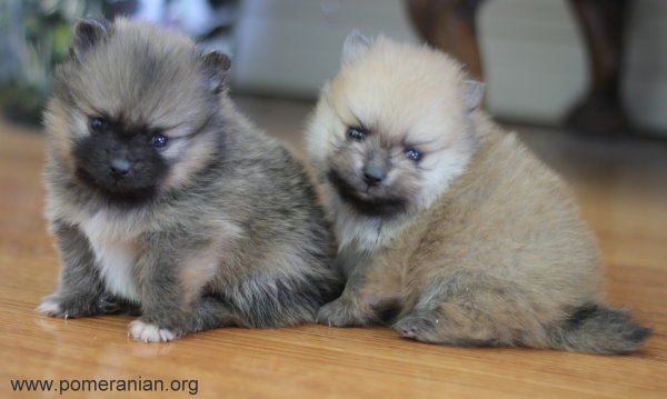 Pomeranian Puppies for Sale Melbourne - Dochlaggie Pomeranian Puppies ...
