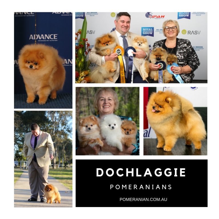 Pomeranian Champions at Dochlaggie - Dochlaggie Pomeranian Puppies ...