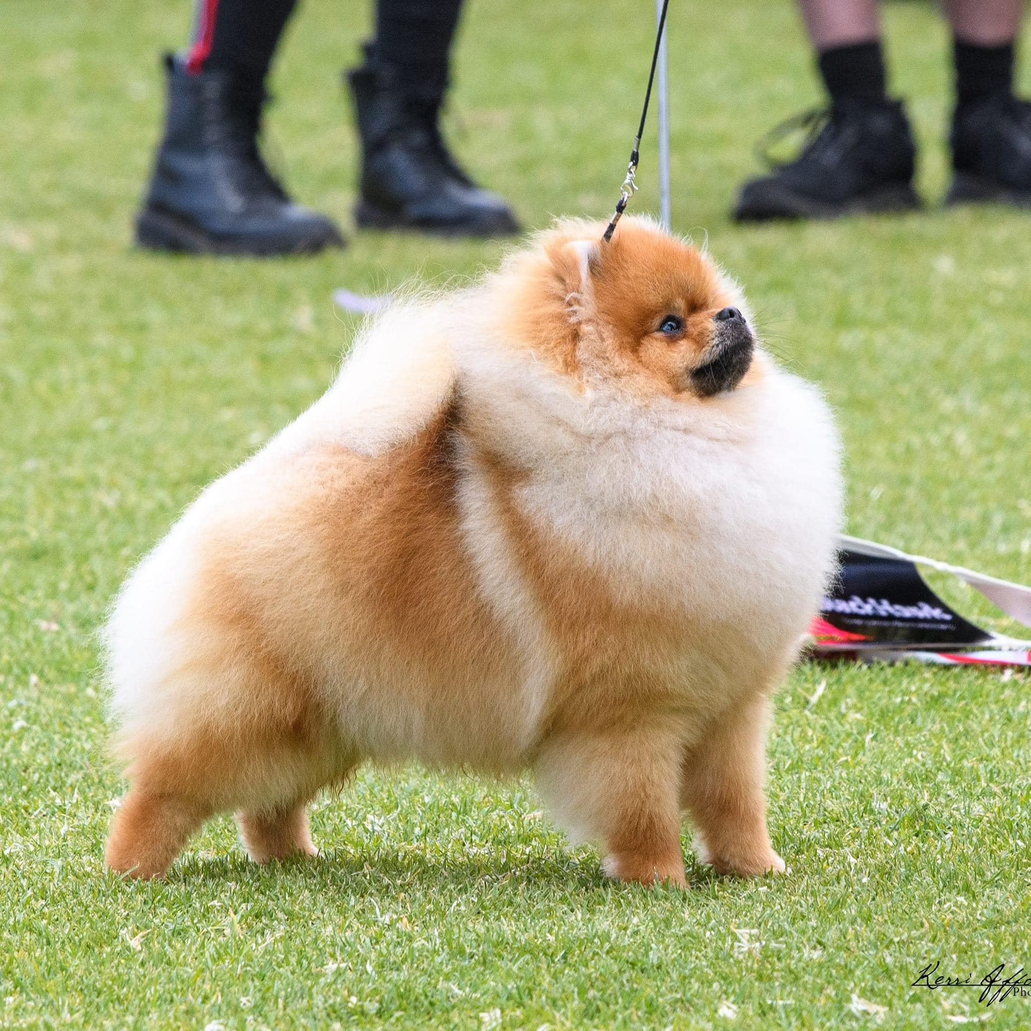 Champion Dochlaggie Dracarys - Dochlaggie Pomeranian Puppies Melbourne ...