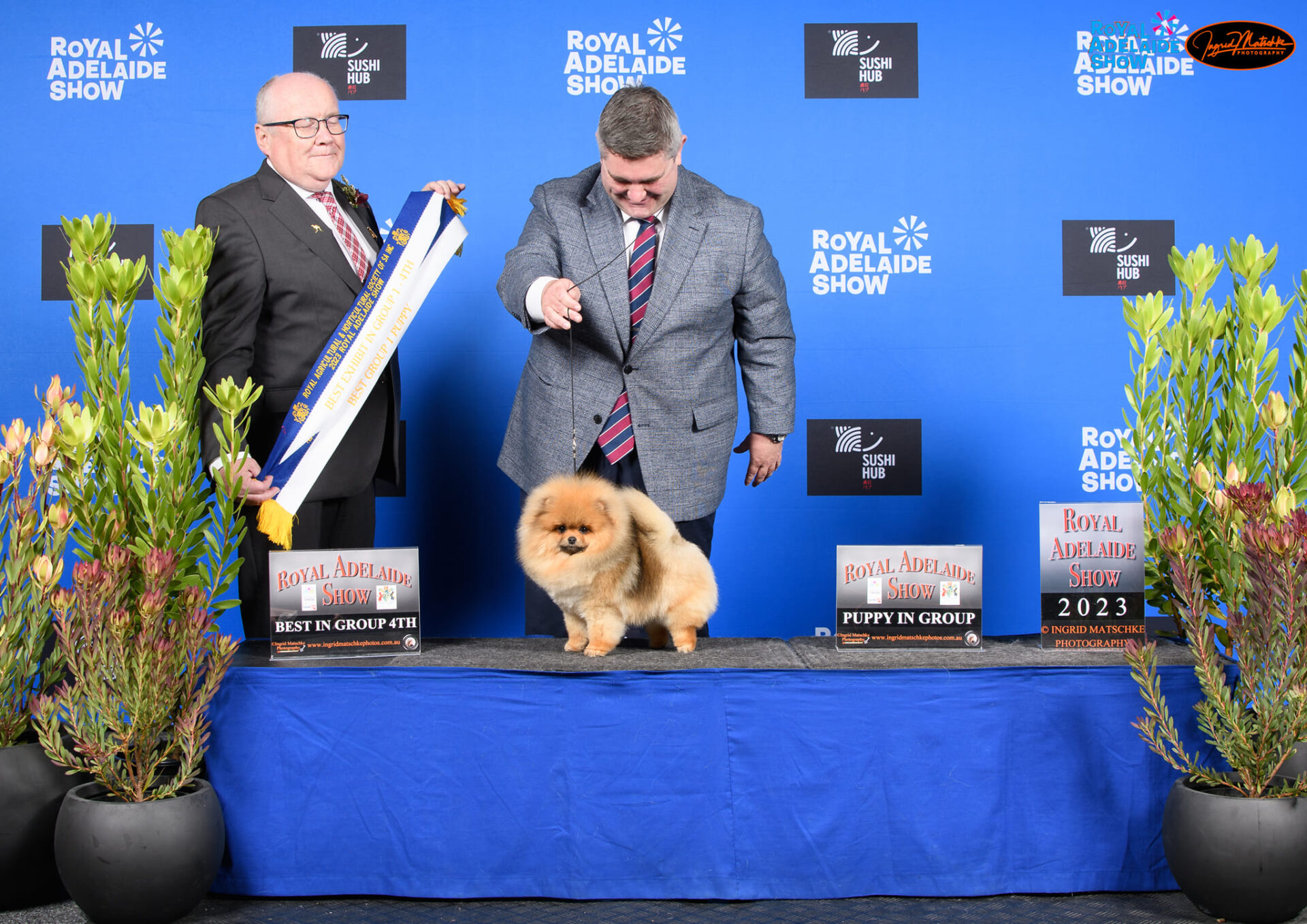 Australian BIS Champion Dochlaggie Dainty Dreamer - Dochlaggie ...