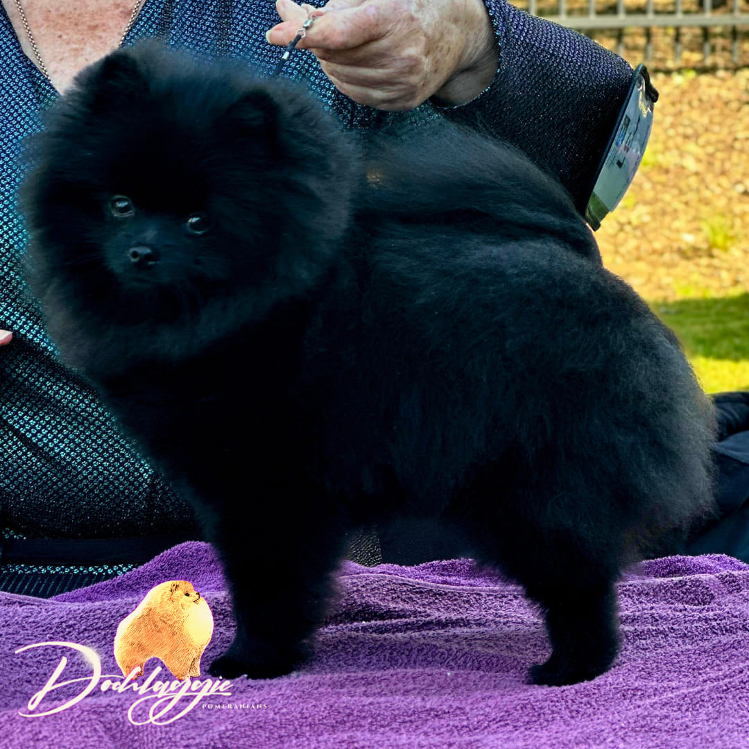 Champion Dochlaggie Dark Side of the Moon - Dochlaggie Pomeranian ...