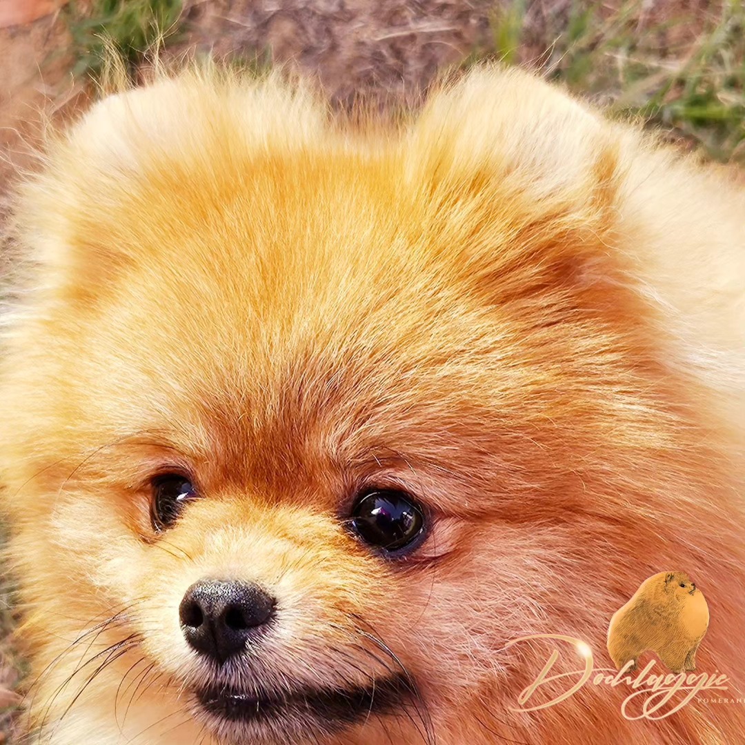 Australian Champion Ladonna JP Adonis of Ac Dynasty ( Imported Japan ...